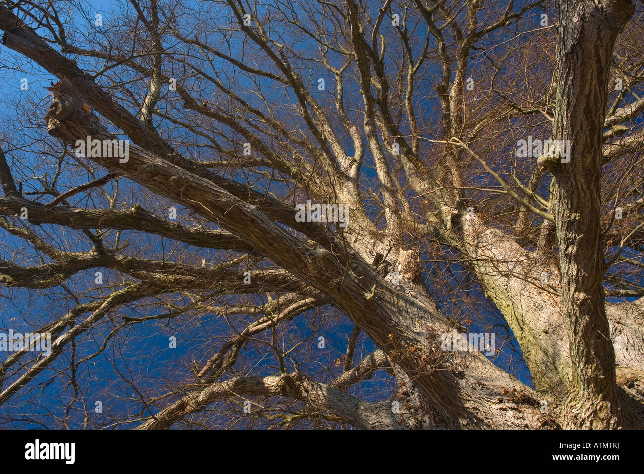 Bottom tree line hi-res stock photography and images - Alamy
