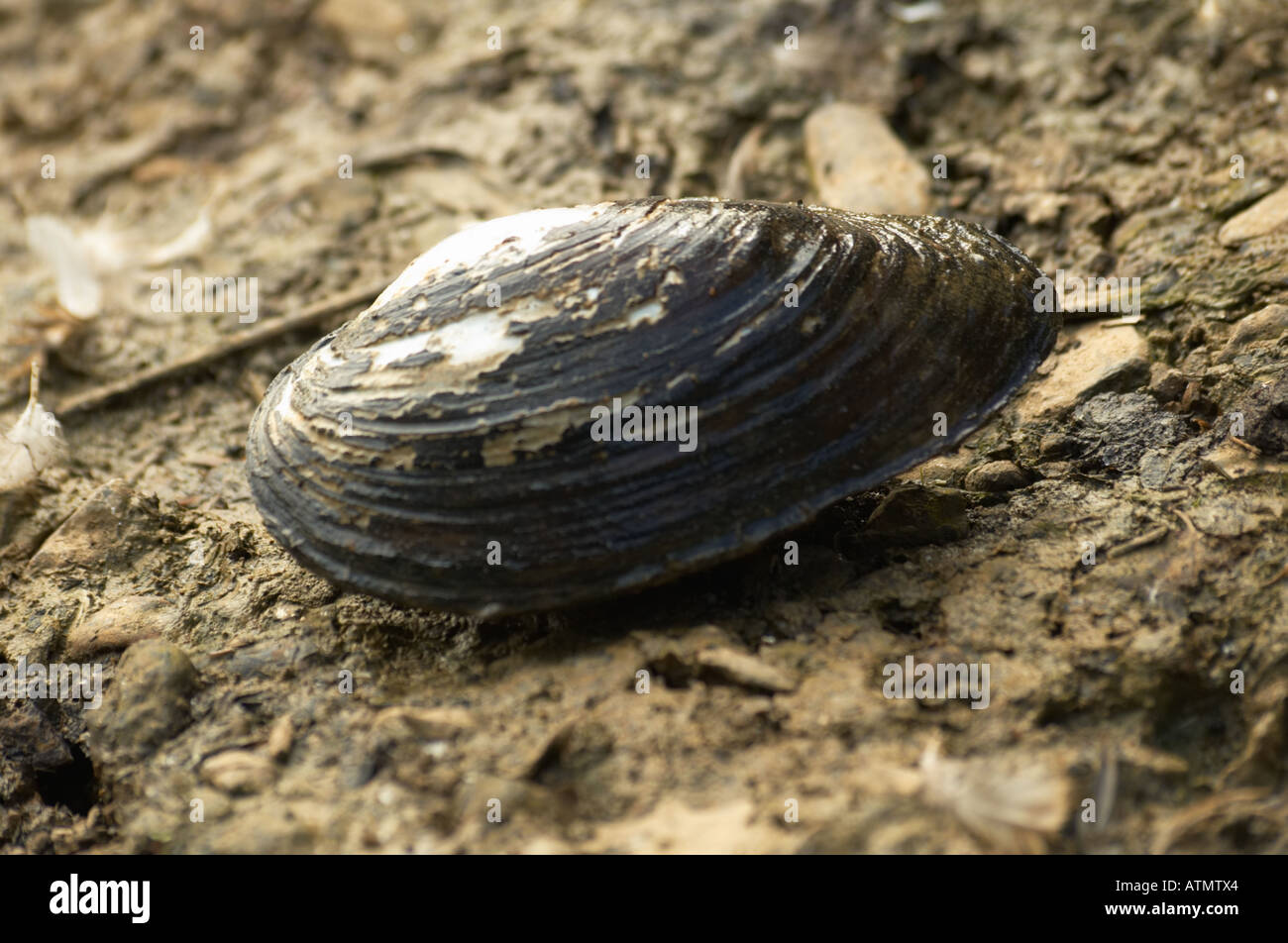 Freshwater pearl mussel hi-res stock photography and images - Alamy