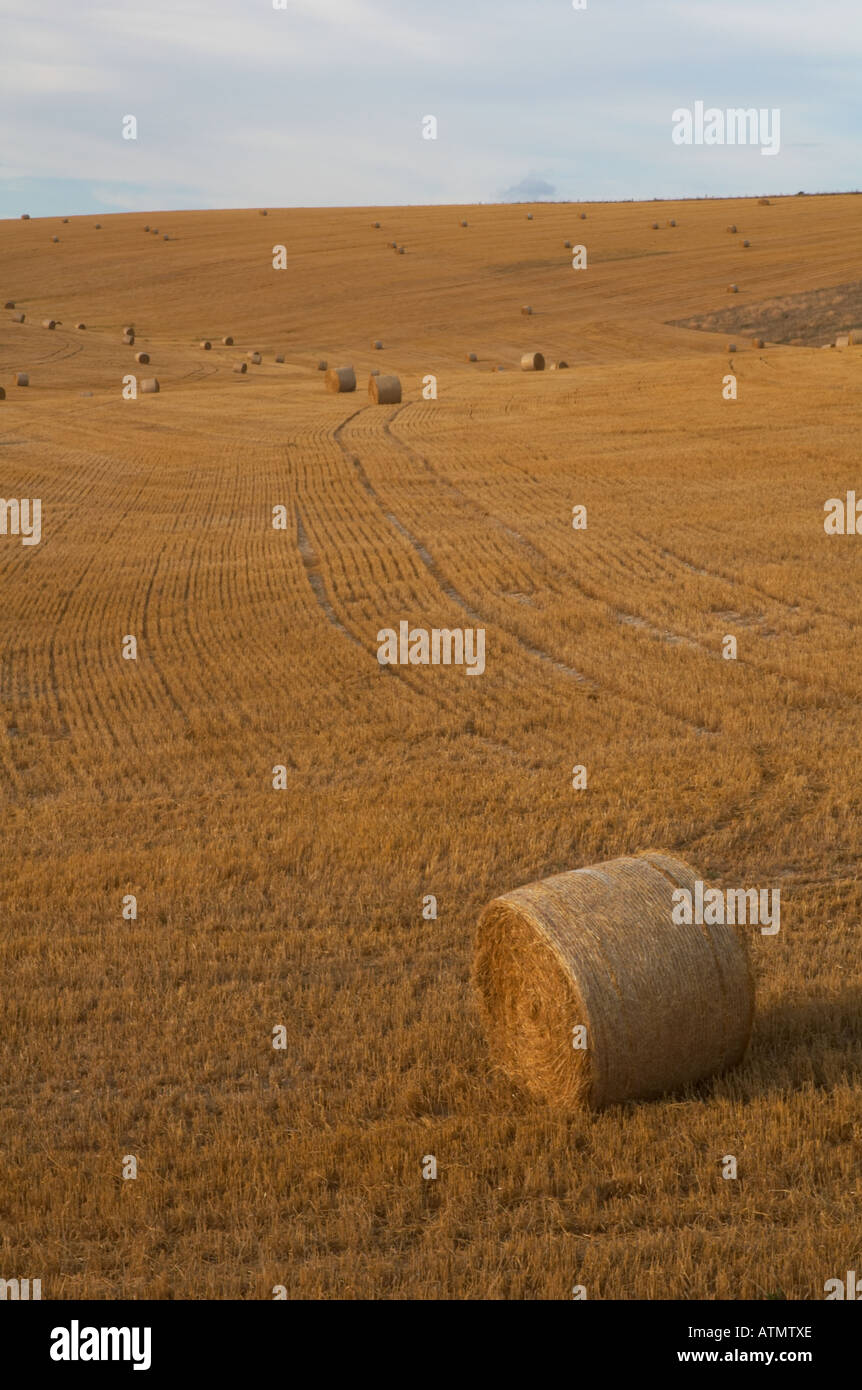 Bales crop farming golden light hay straw warm light hi-res stock ...