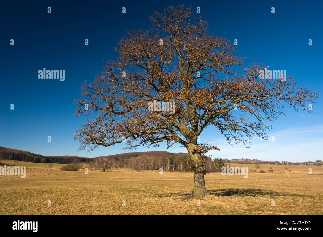 Meadow with tree in germany Stock Photo - Alamy