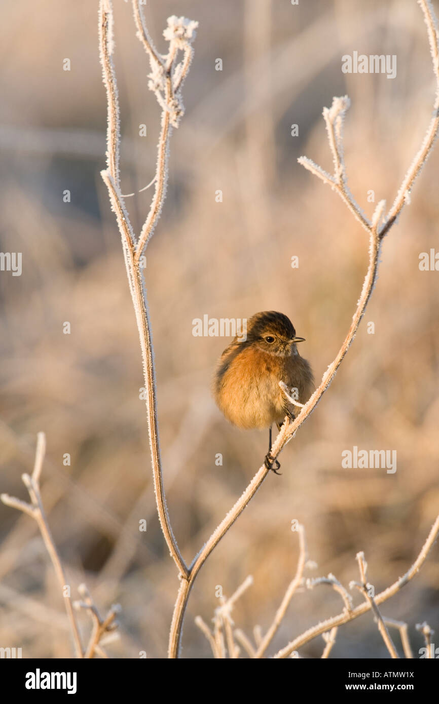 Bird fluffed up cold hi-res stock photography and images - Alamy