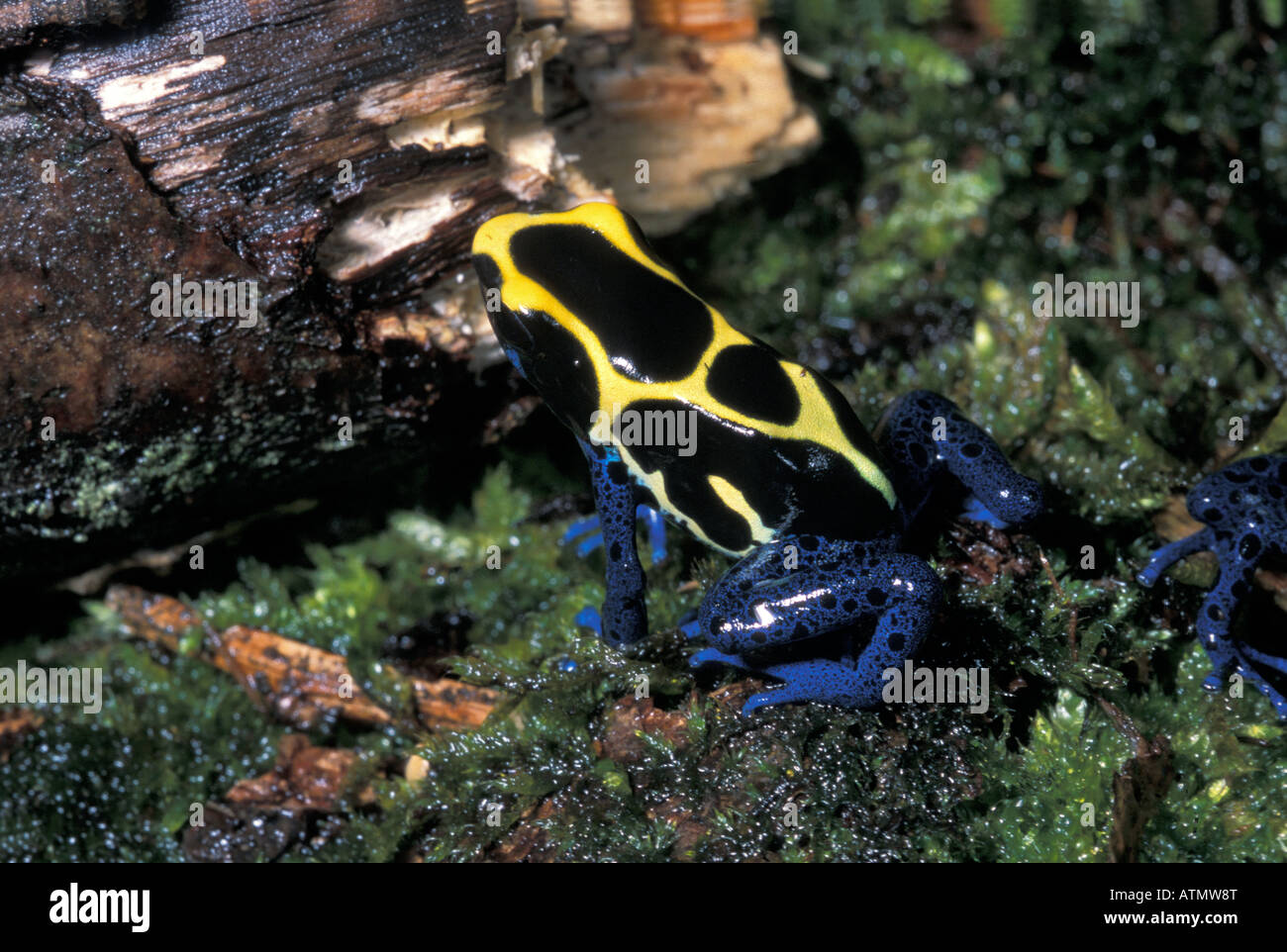 Dendrobates tinctorius, Dyeing Dart frog, poison frog Stock Photo - Alamy
