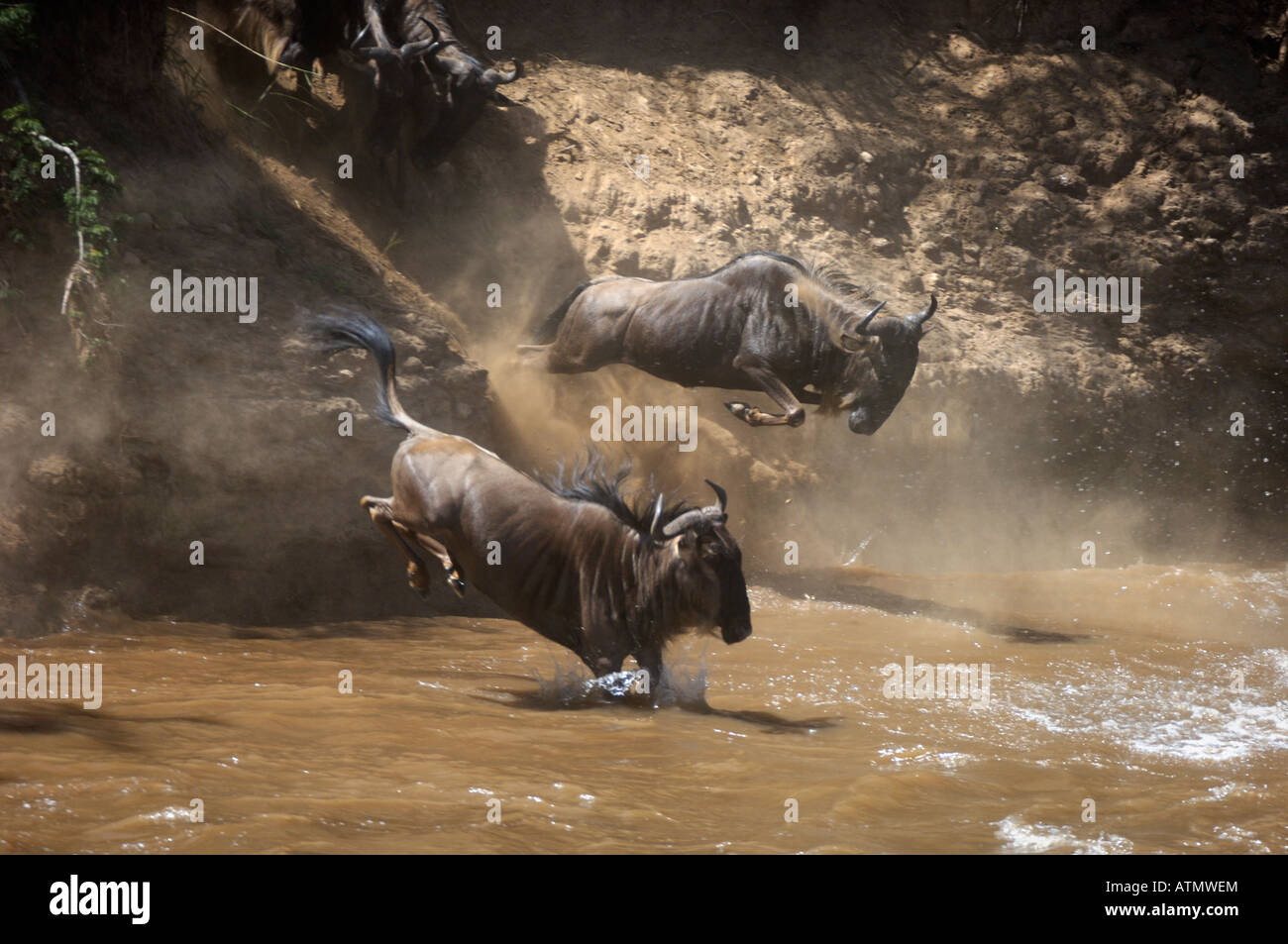 Wildebeest migration, Masai Mara, two wildebeests jumping into the mara ...