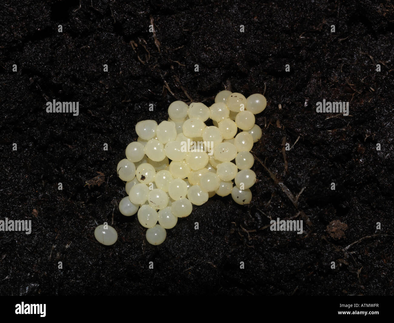 Snails Eggs High Resolution Stock Photography and Images - Alamy