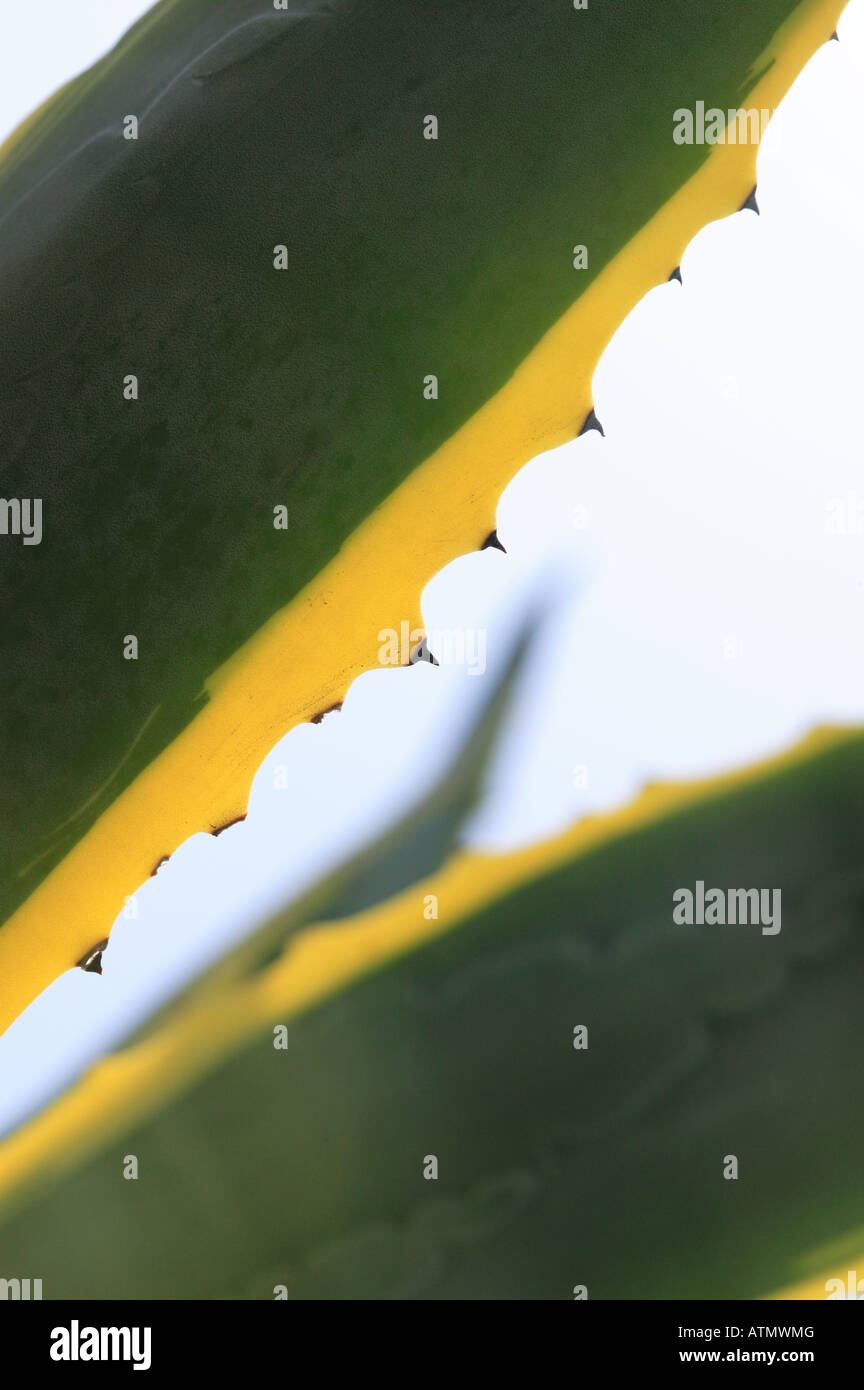 abstract view of agave americana variegata, sword shaped leaves as jaws ...