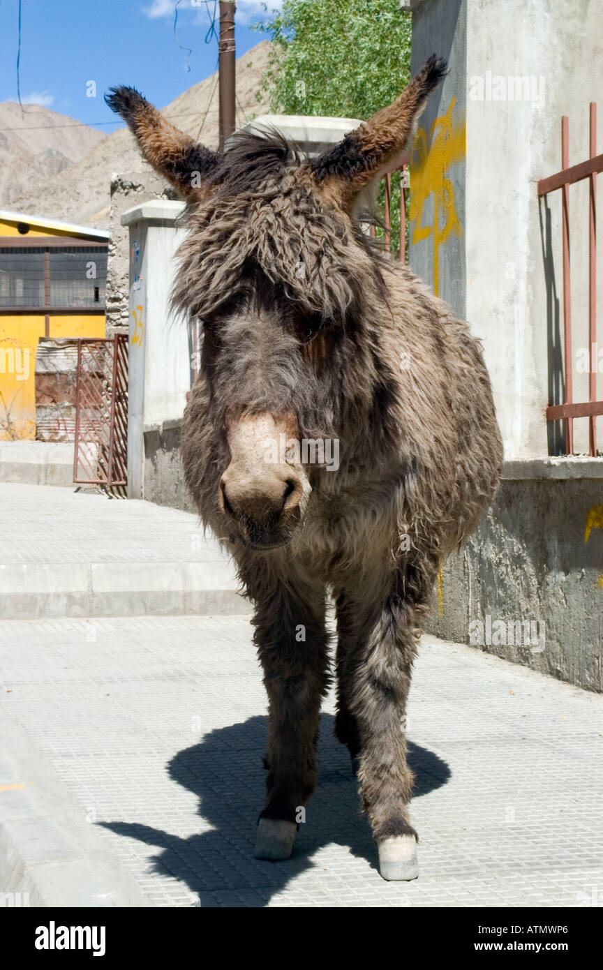 donkey in the historic center of Leh Indus valley Ladakh Jammu and ...