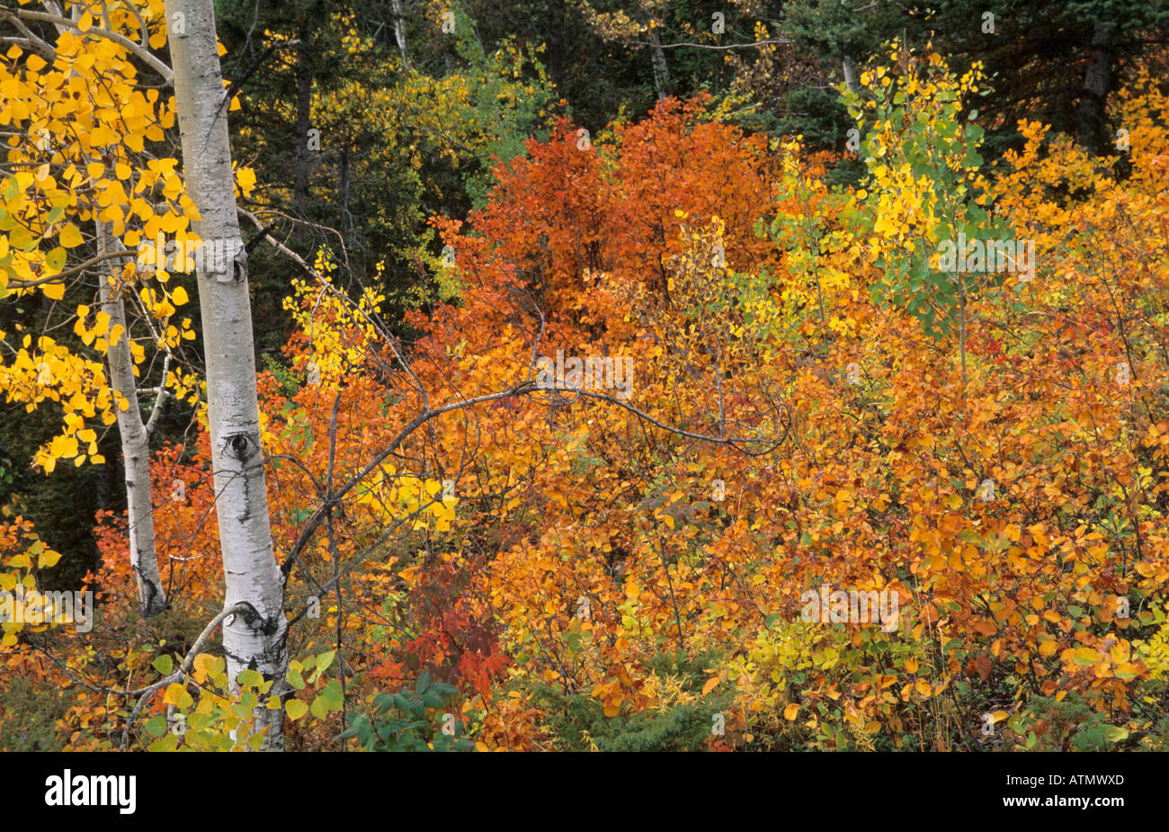 fall colours in a forest Alberta Canada Stock Photo - Alamy