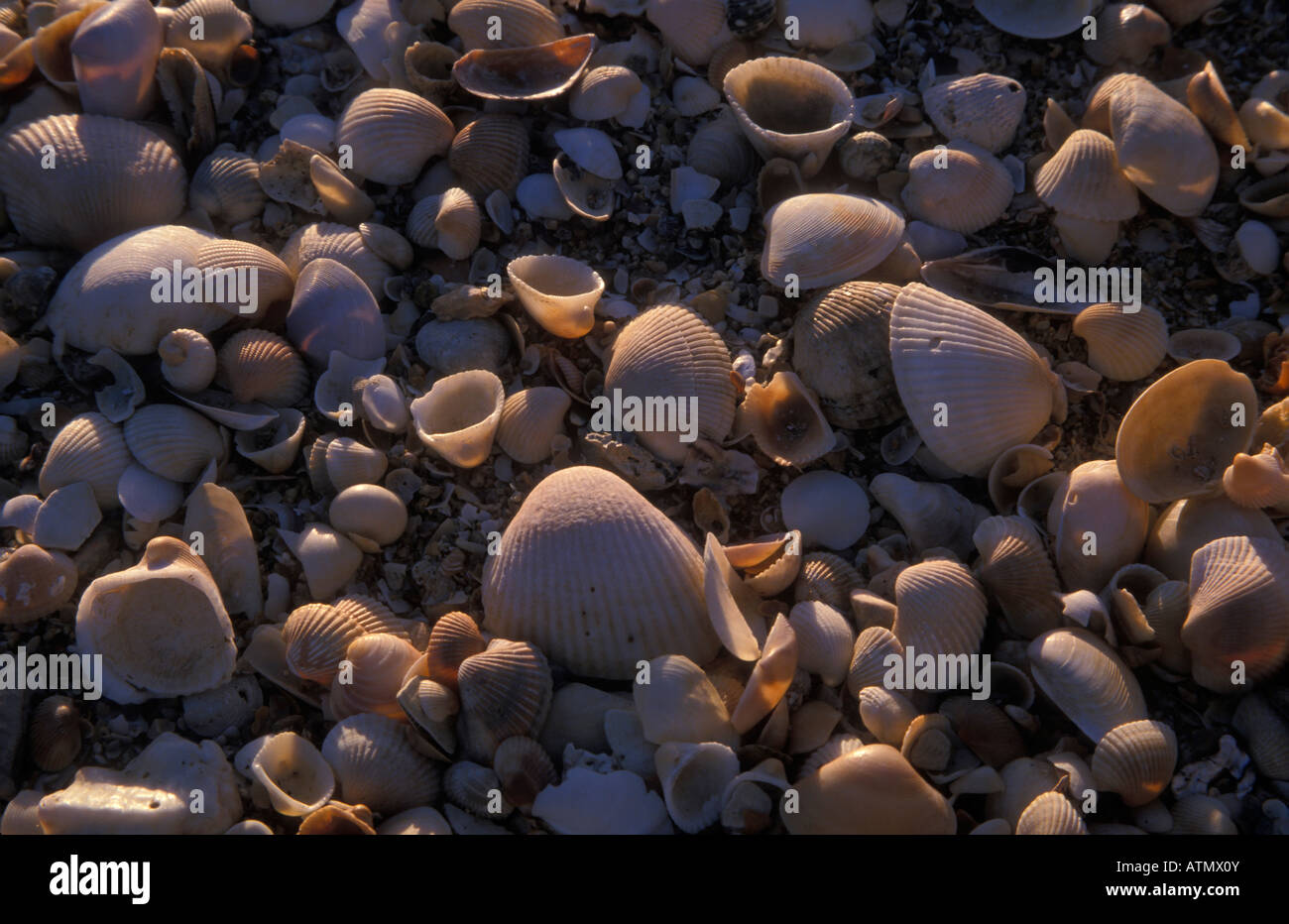 Shells on an Australian beach Stock Photo - Alamy
