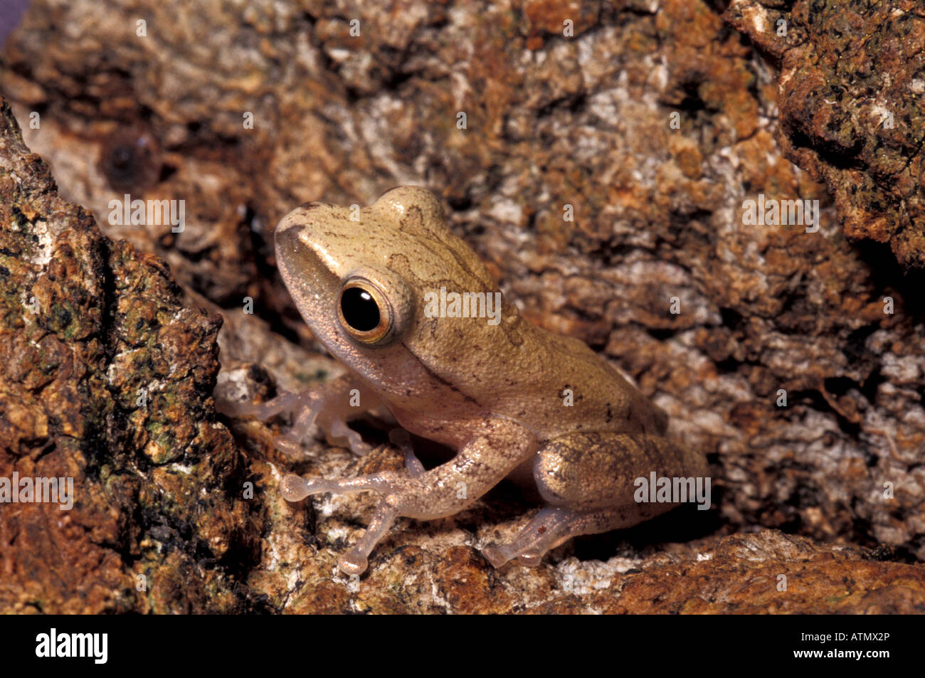 Asian flying frog tadpole hi-res stock photography and images - Alamy