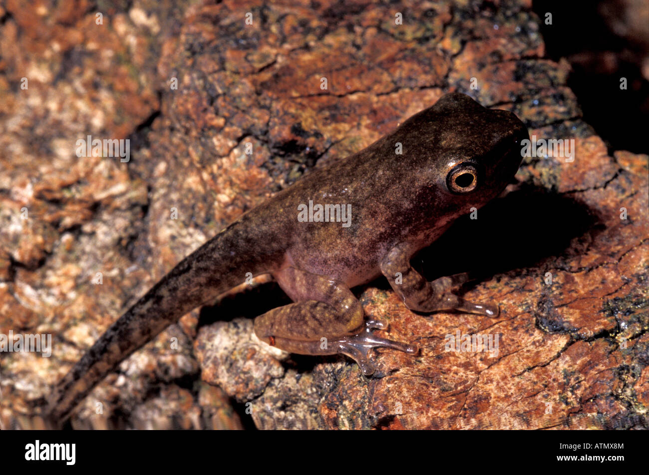 Asian flying frog tadpole hi-res stock photography and images - Alamy