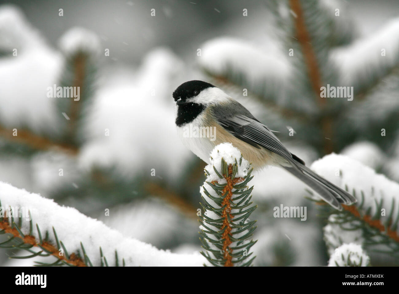Black capped chickadees hi-res stock photography and images - Alamy