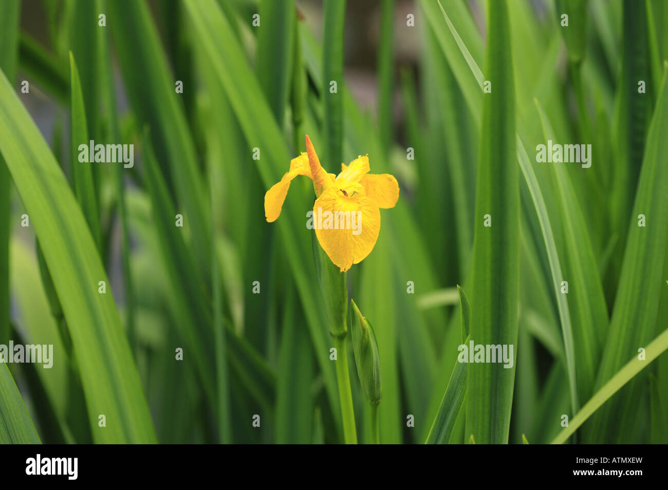 Iris pseudacorus or yellow iris, semi aquatic plant with green foliage ...