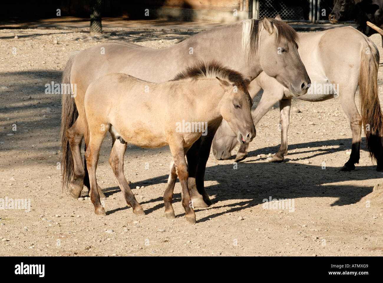 european wild horse Tarpan in a zoo Stock Photo - Alamy
