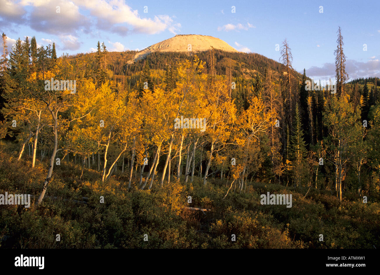 fall colors in the Wasatch Mountains Utah USA Stock Photo - Alamy