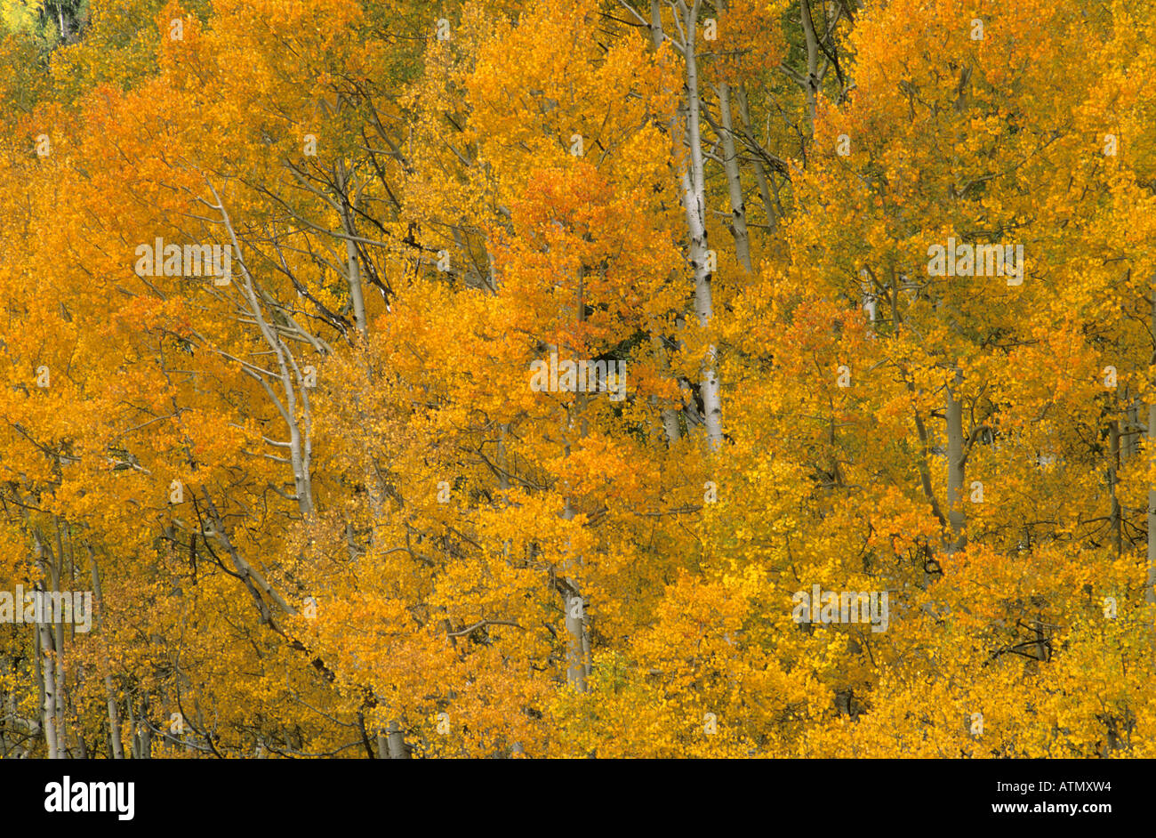Yellow Leaves On Cottonwood Tree High Resolution Stock Photography and ...
