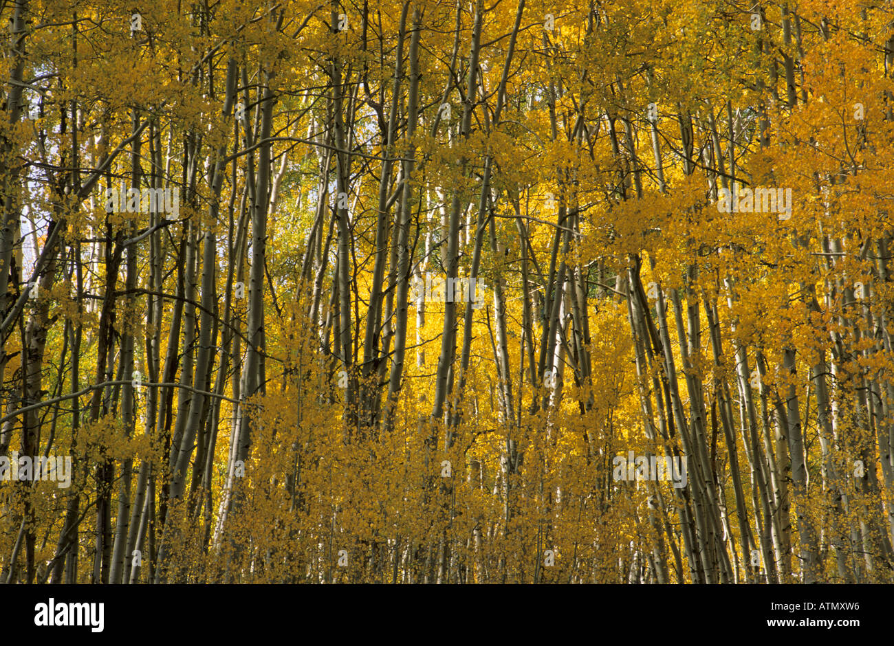 fall colors in the Wasatch Mountains Utah USA Stock Photo - Alamy
