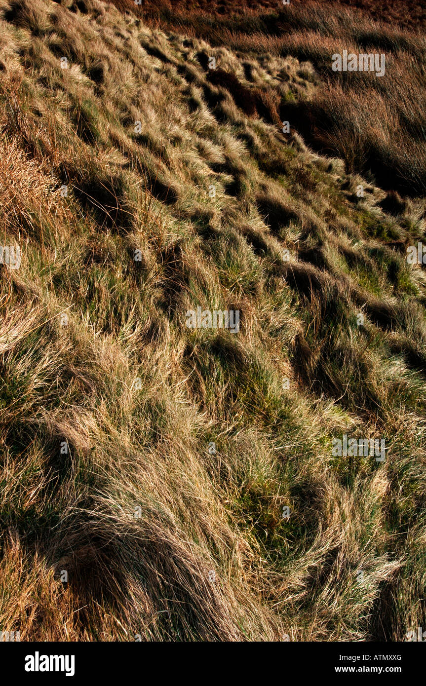 Different Species Of Wild Grasses Growing Freely On The Staffordshire ...