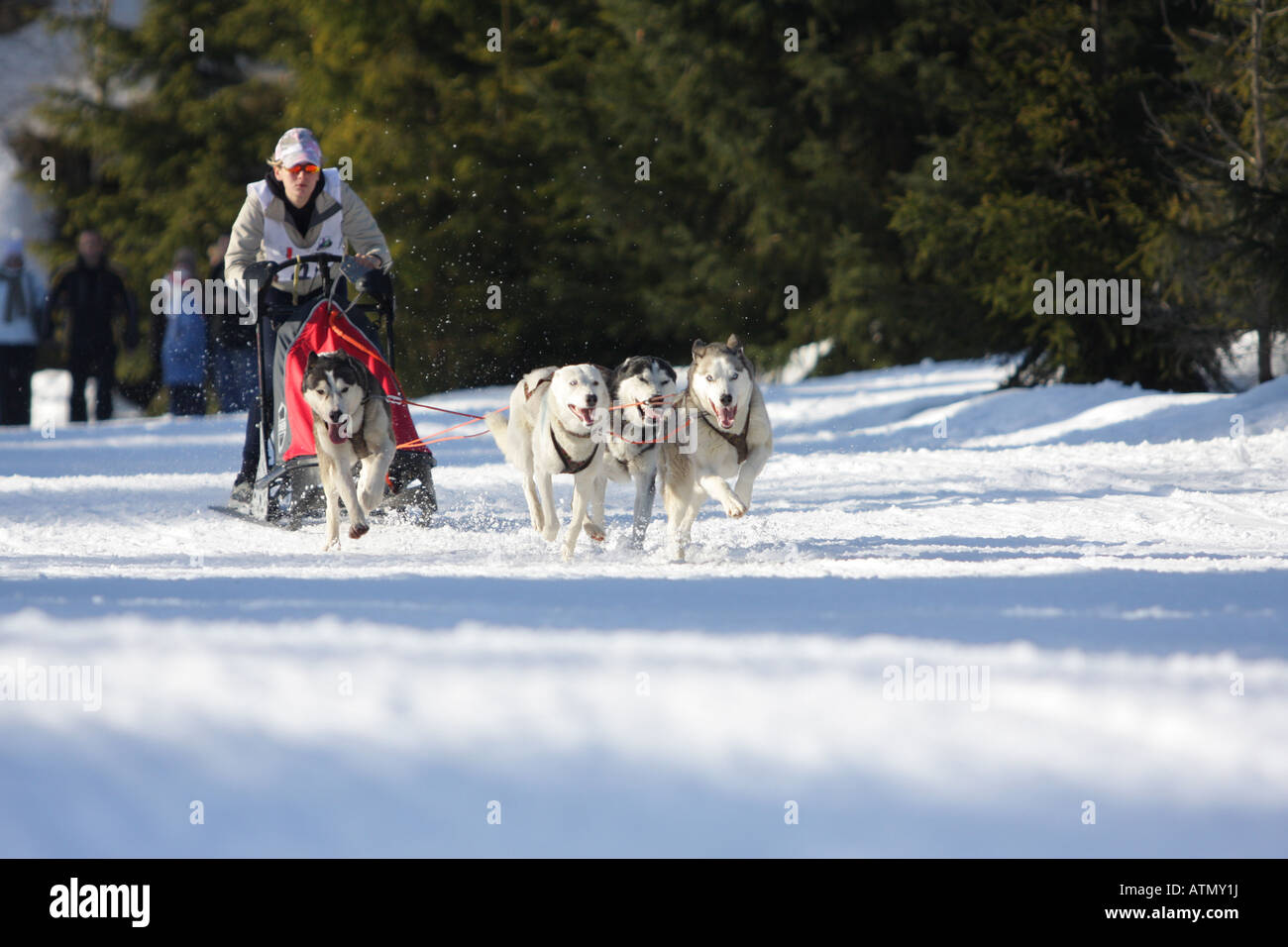 Dog Sled Race in Poland Stock Photo - Alamy