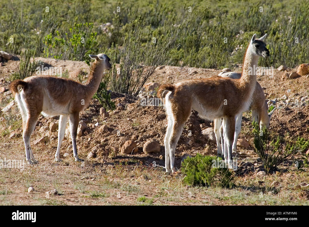 From the wild guanacos hi-res stock photography and images - Alamy