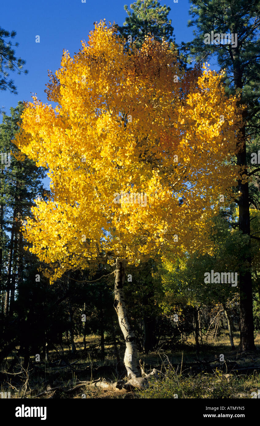 American aspen at indian summer hi-res stock photography and images - Alamy