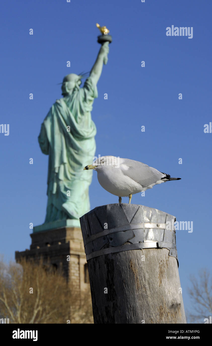 Seagull perched on mooring post infront of the Statue of Liberty, New ...