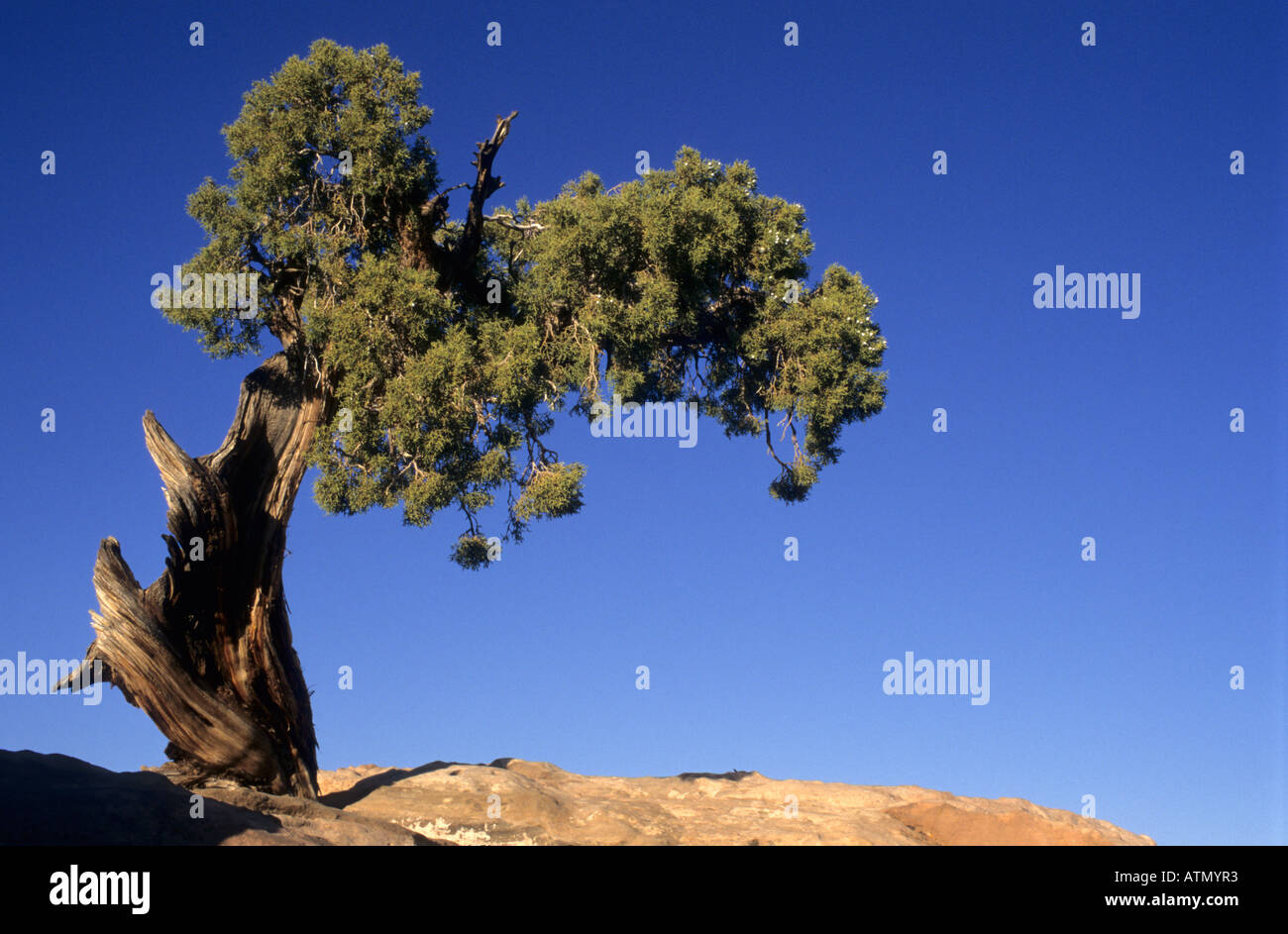 juniper tree growing on rock Utah USA Stock Photo - Alamy