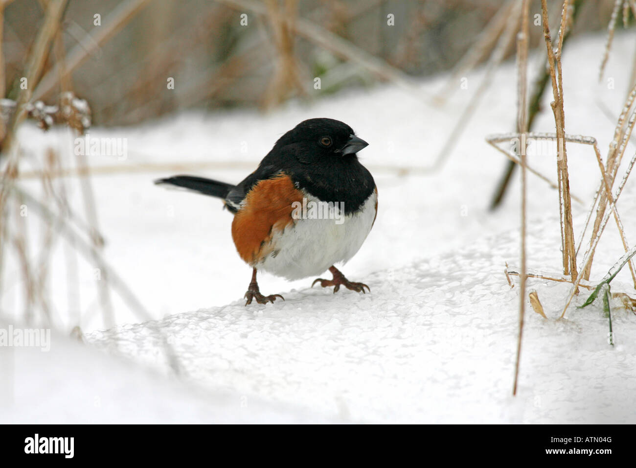 Eastern Towhee in Snow Stock Photo - Alamy