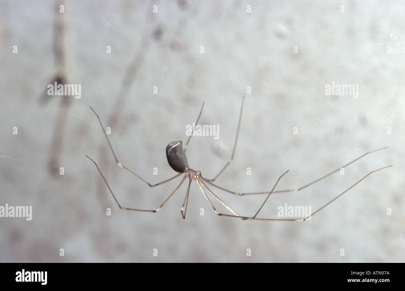 Daddy longlegs spider Stock Photo - Alamy