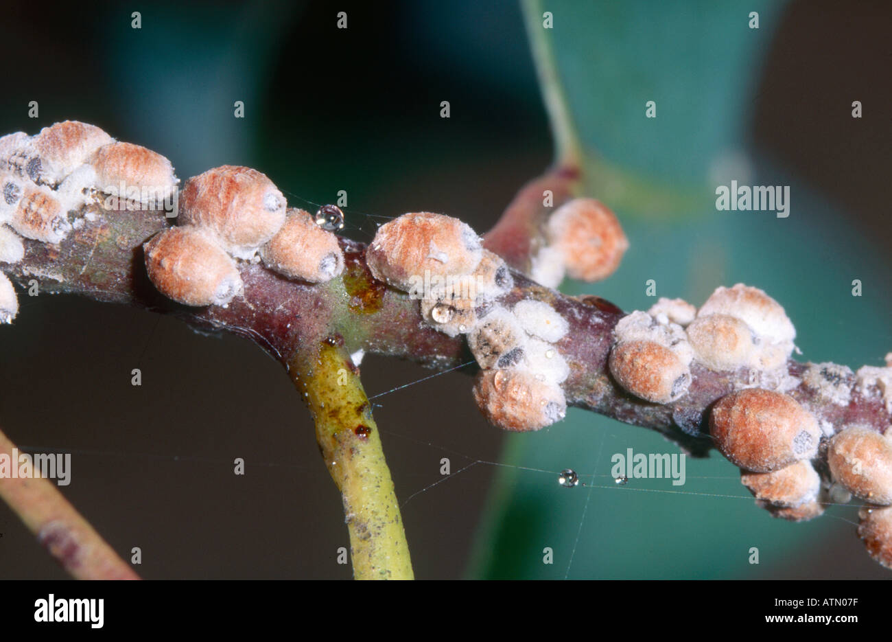 Soft scale insects hi-res stock photography and images - Alamy
