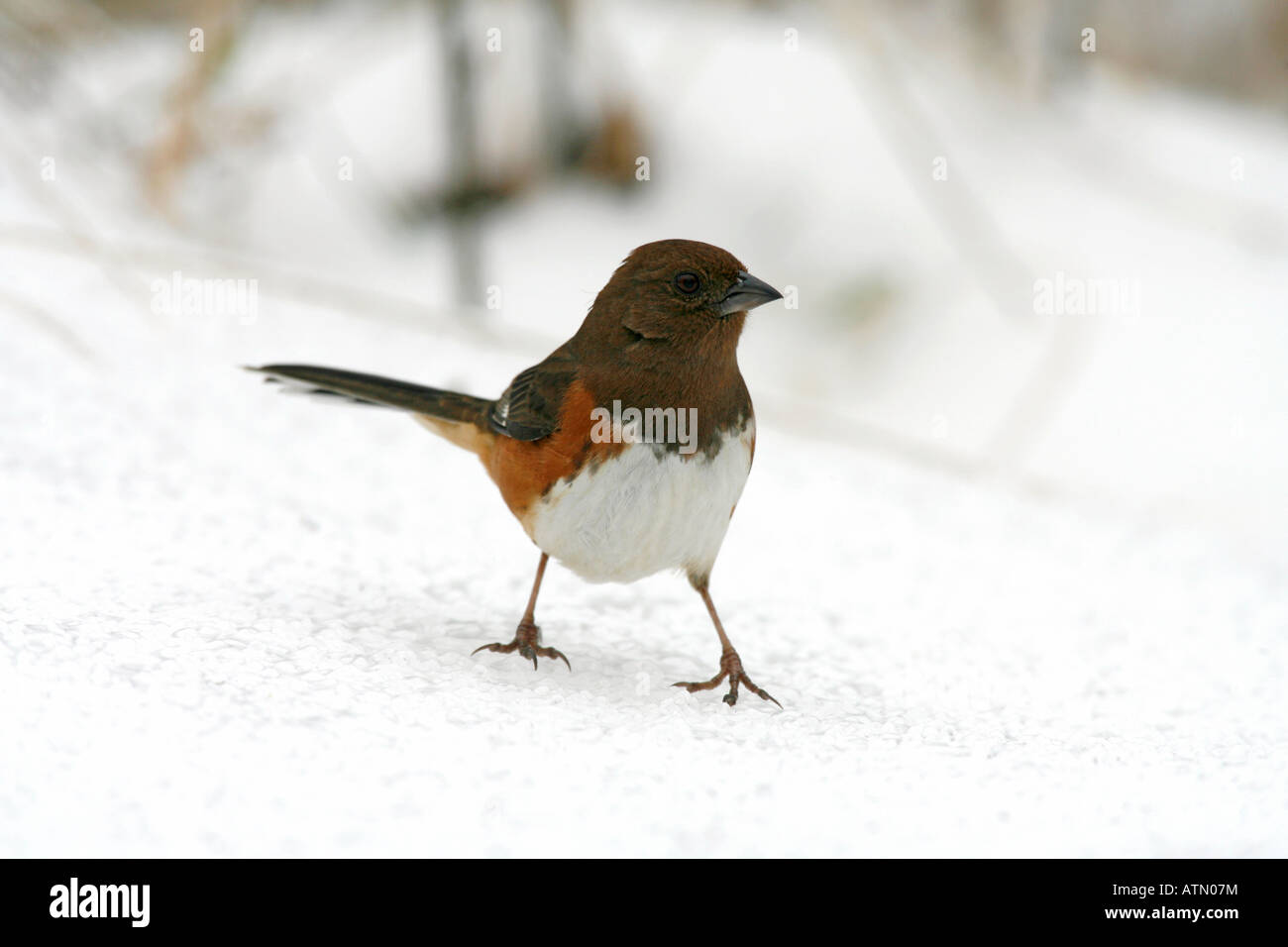 Female Eastern Towhee in Snow Stock Photo - Alamy