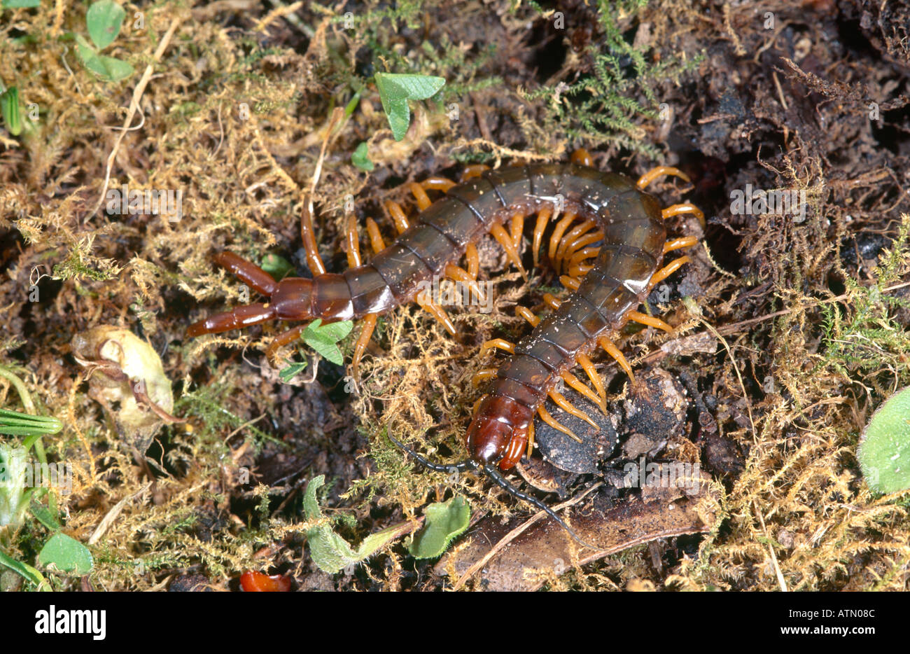 Large Australian centipede Stock Photo - Alamy