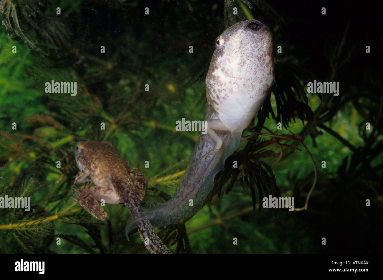 Asian flying frog tadpole hi-res stock photography and images - Alamy