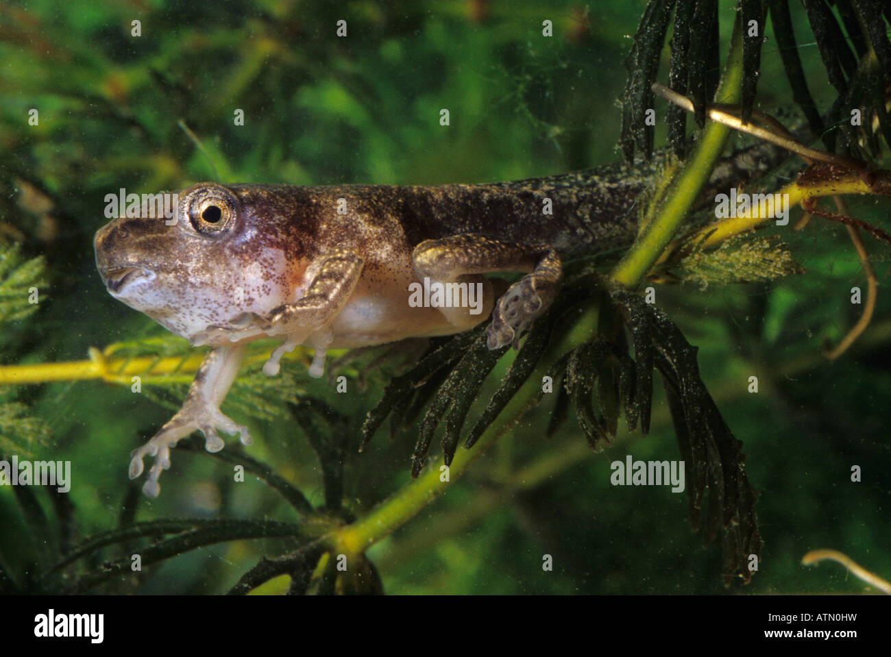 Tadpole of Polypedates (Rhacophorus) leucomystax, Asian Flying Frog ...
