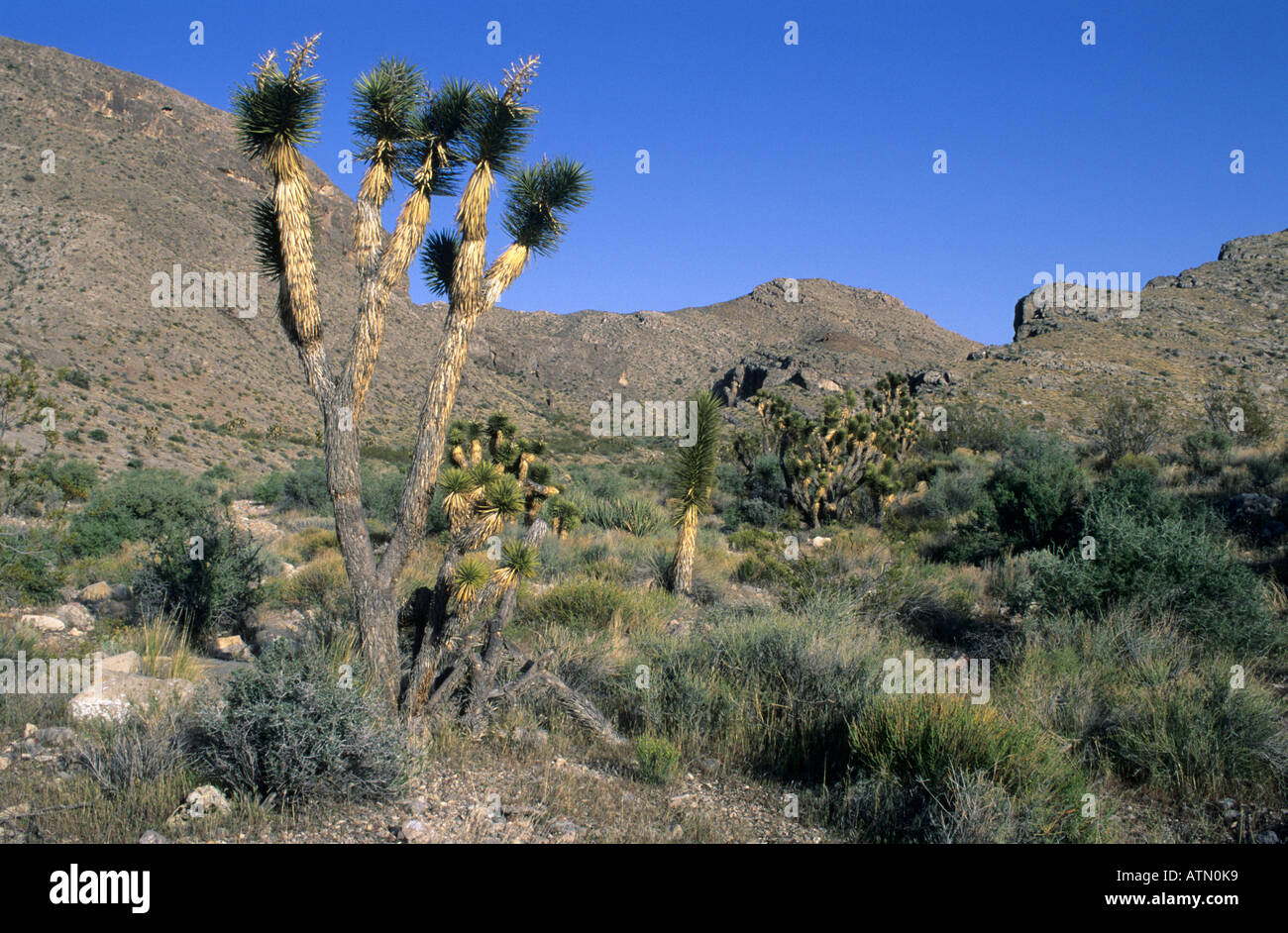 Beaver mountain utah hi-res stock photography and images - Alamy