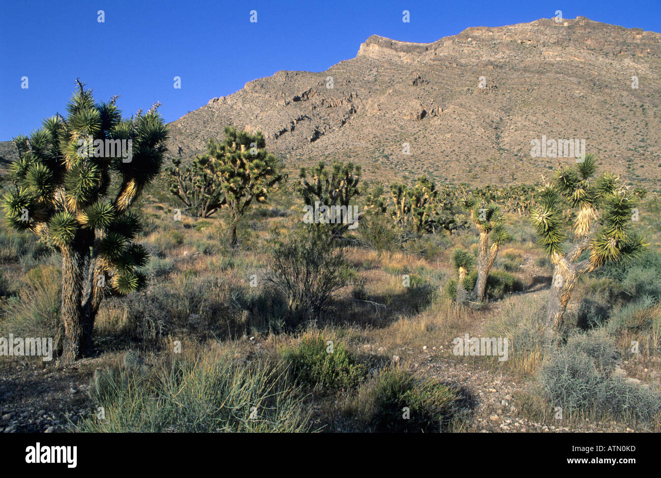 Beaver mountain utah hi-res stock photography and images - Alamy