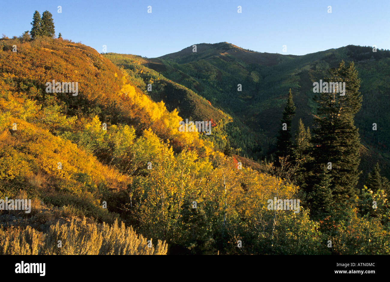 fall colors in the Wasatch Mountains Utah USA Stock Photo - Alamy