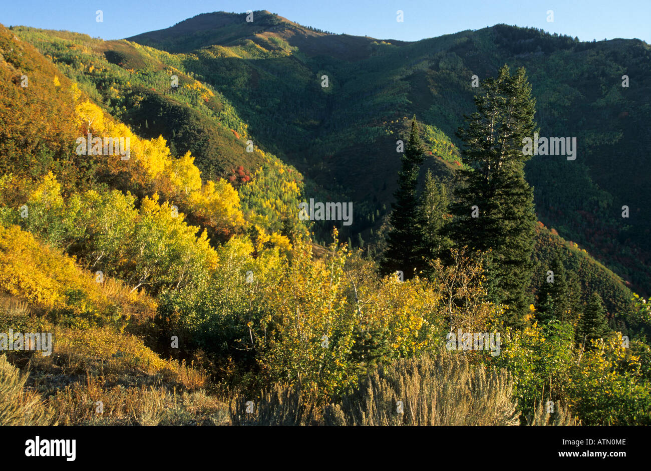 fall colors in the Wasatch Mountains Utah USA Stock Photo - Alamy