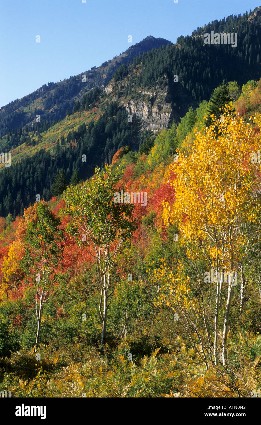 Maple trees in wasatch mountains hi-res stock photography and images ...