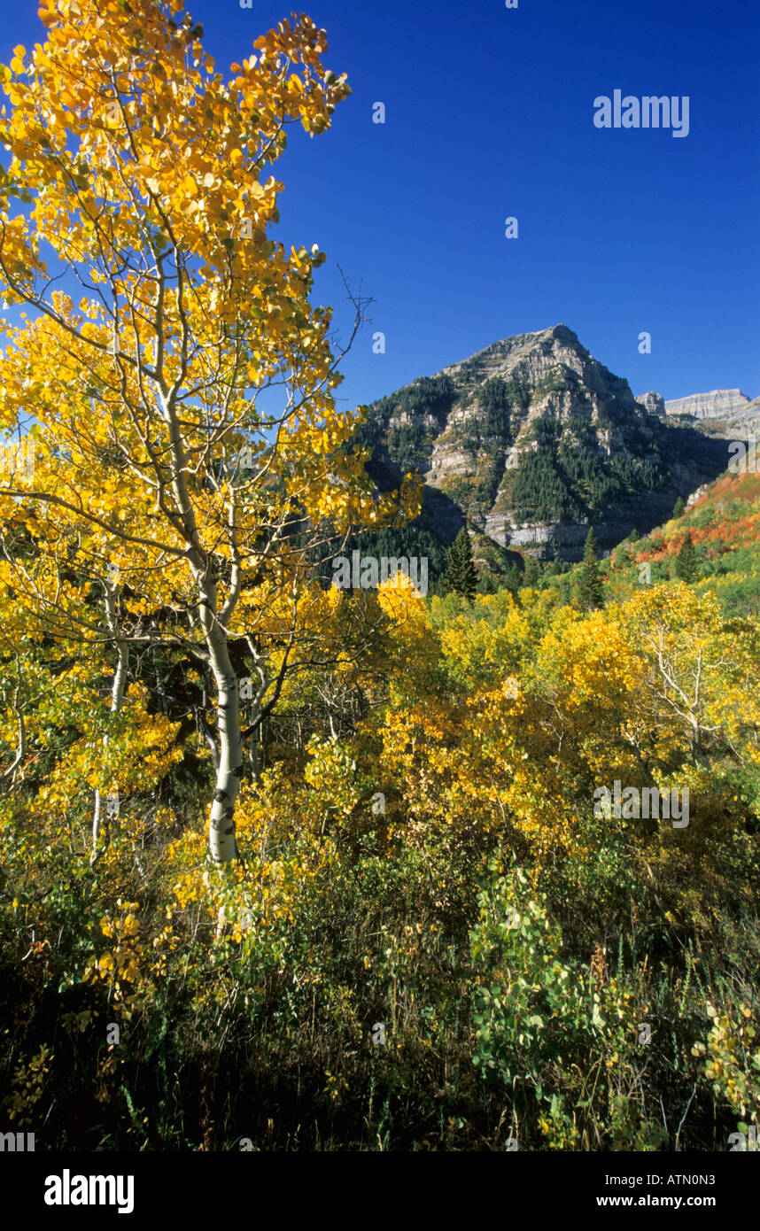 indian summer at Mount Timpanogos Wasatch Range Utah USA Stock Photo ...