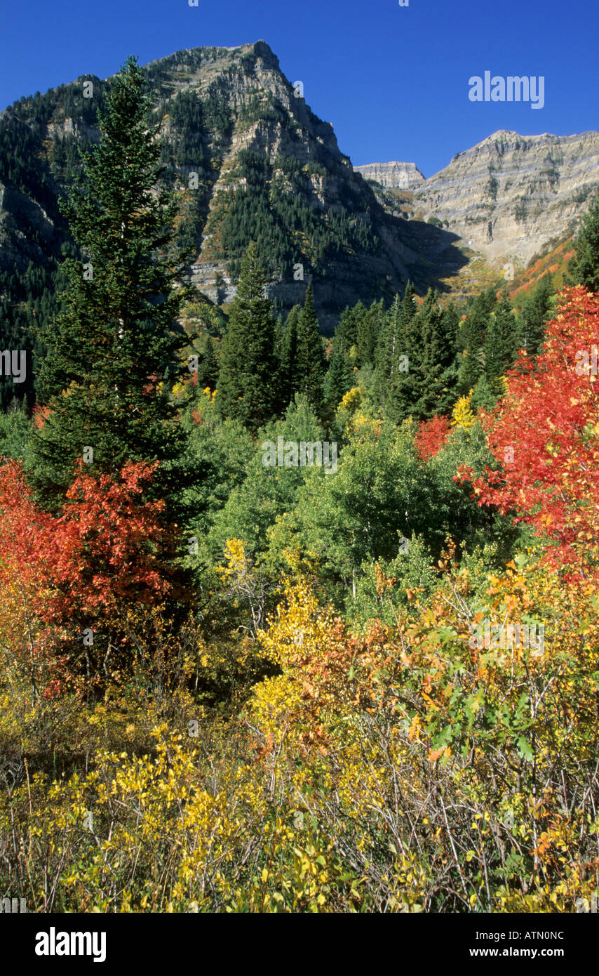 Maple trees in wasatch mountains hi-res stock photography and images ...
