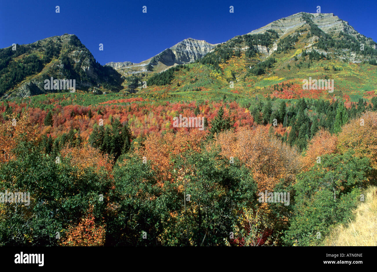 American aspen at indian summer hi-res stock photography and images - Alamy