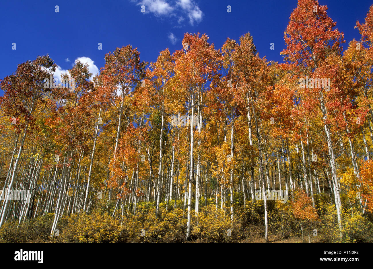 fall colors in the Wasatch Mountains Utah USA Stock Photo - Alamy