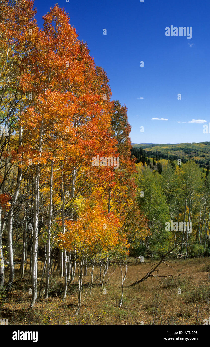 fall colors in the Wasatch Mountains Utah USA Stock Photo - Alamy