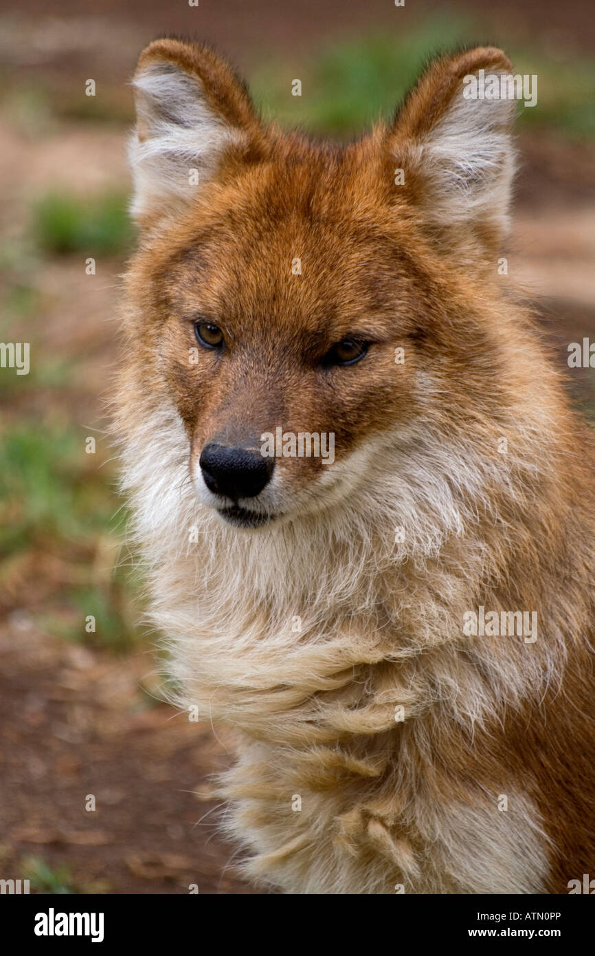 Dhole cuon hi-res stock photography and images - Alamy