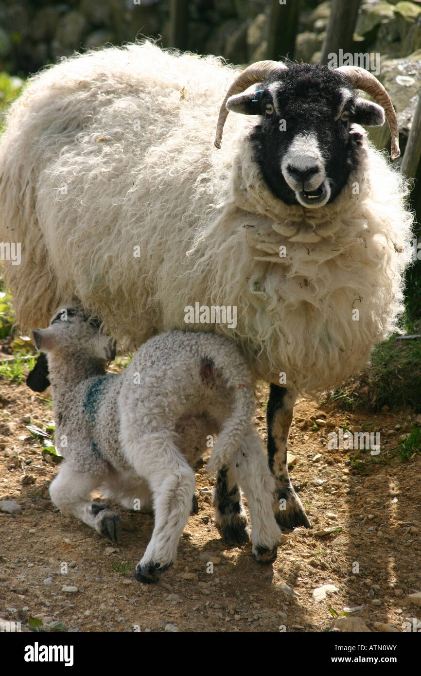 suckling horn horned sheep lamb moorland fells Stock Photo - Alamy
