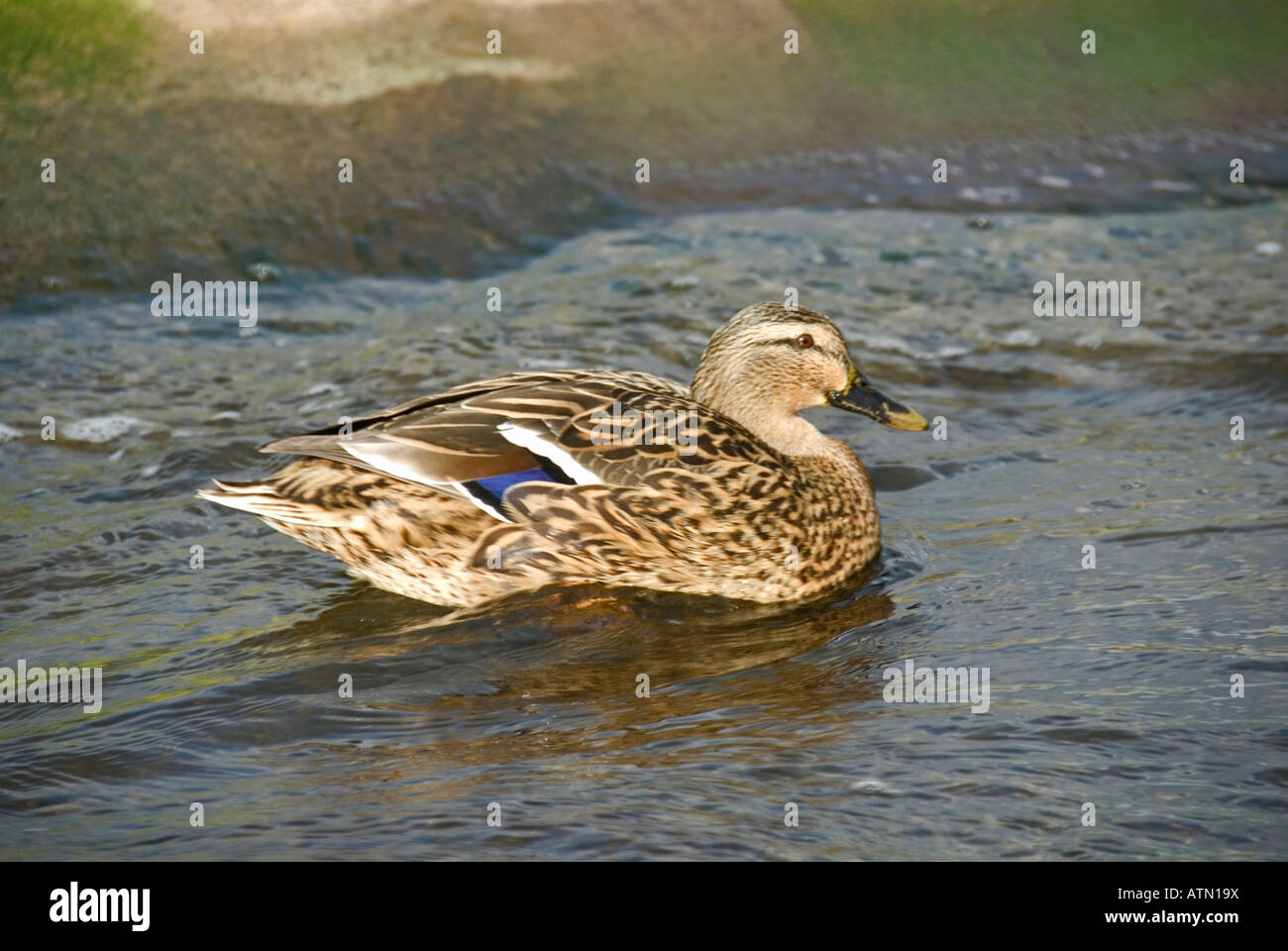 Water off a ducks back hi-res stock photography and images - Alamy