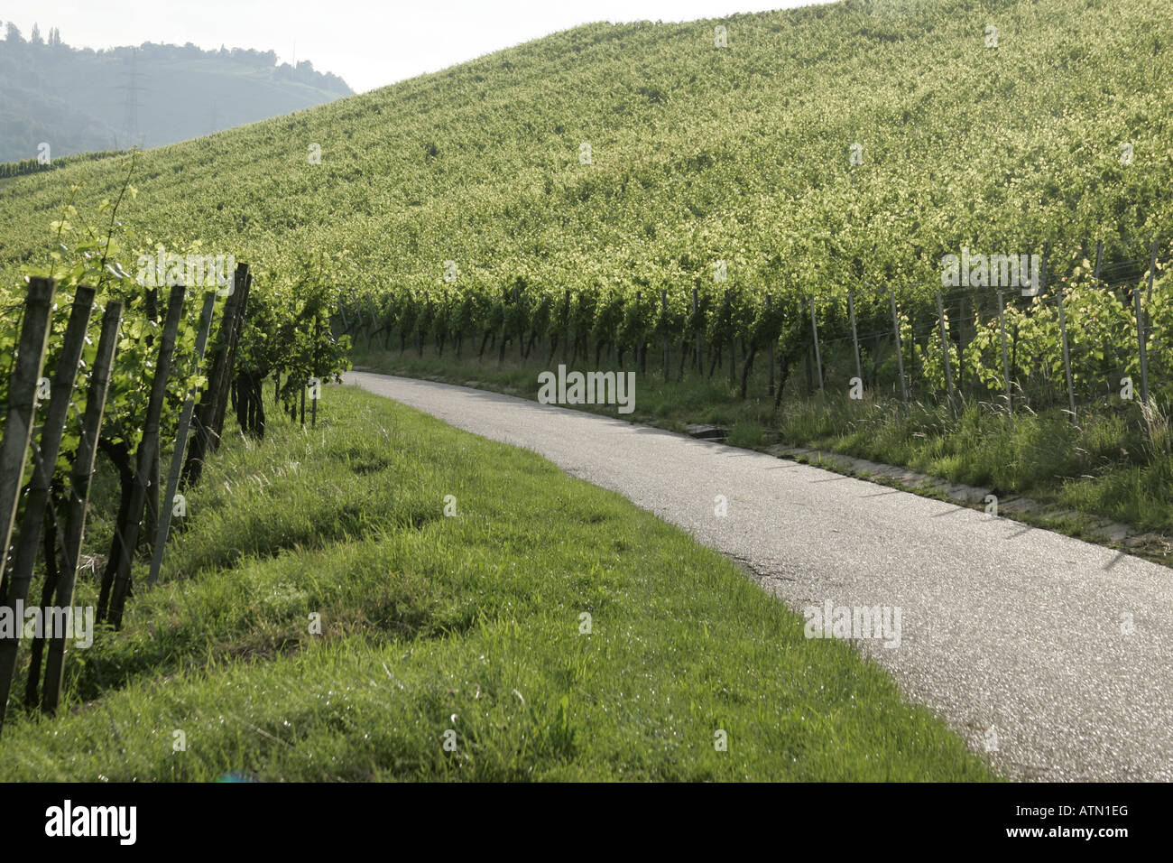 Road going through a vineyard in Weinstadt,Germany Stock Photo - Alamy
