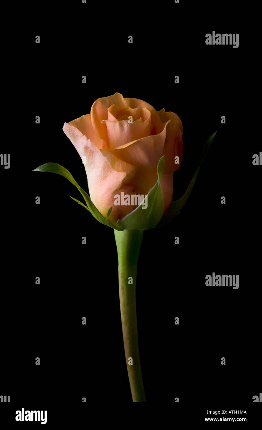 Single rose in plant hi-res stock photography and images - Alamy
