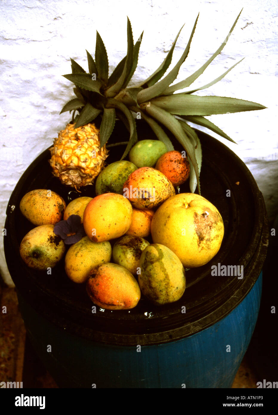 Mangoes and a pineapple in a ceramic pot Stock Photo - Alamy