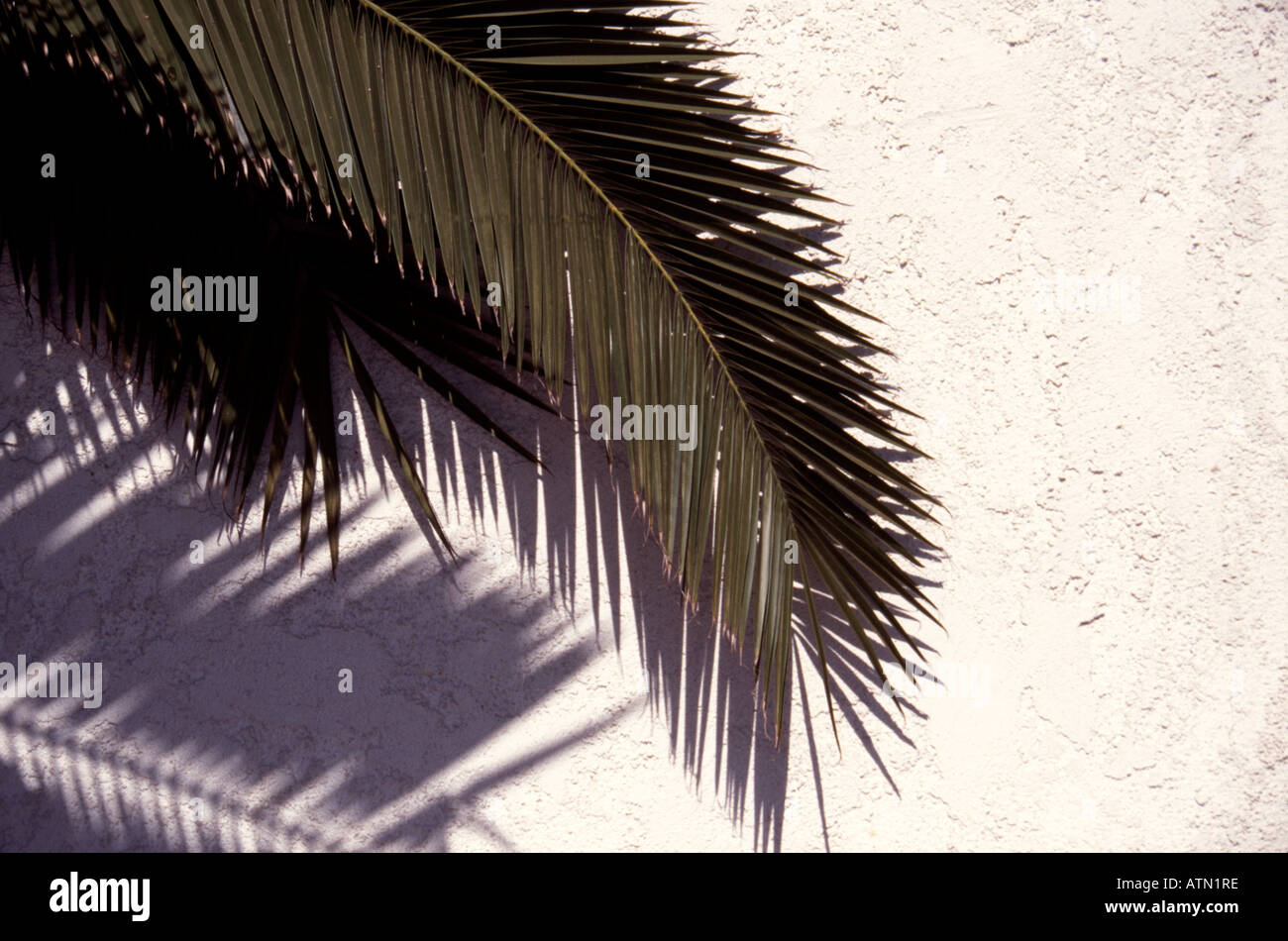 Palm tree casts shadow on hi-res stock photography and images - Alamy